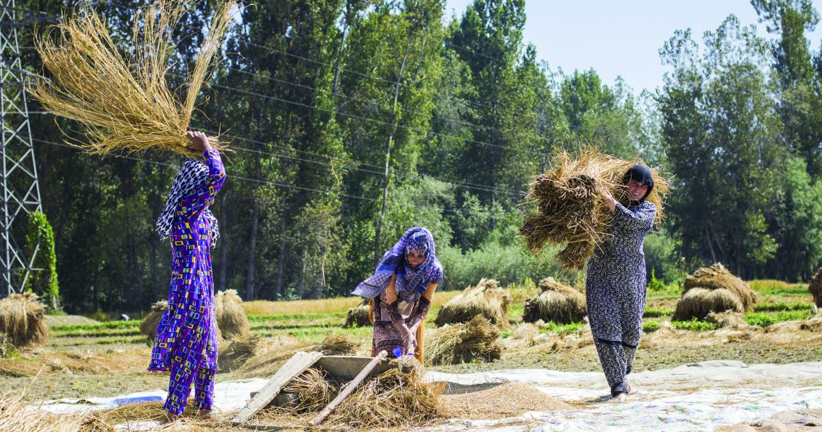 Approved projects | Lives and Livelihoods Fund | IsDB