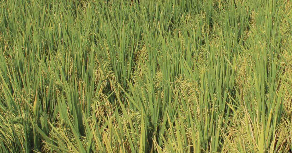 Reverse Linkage (Suriname & Malaysia) Rice Production | Reverse Linkage ...