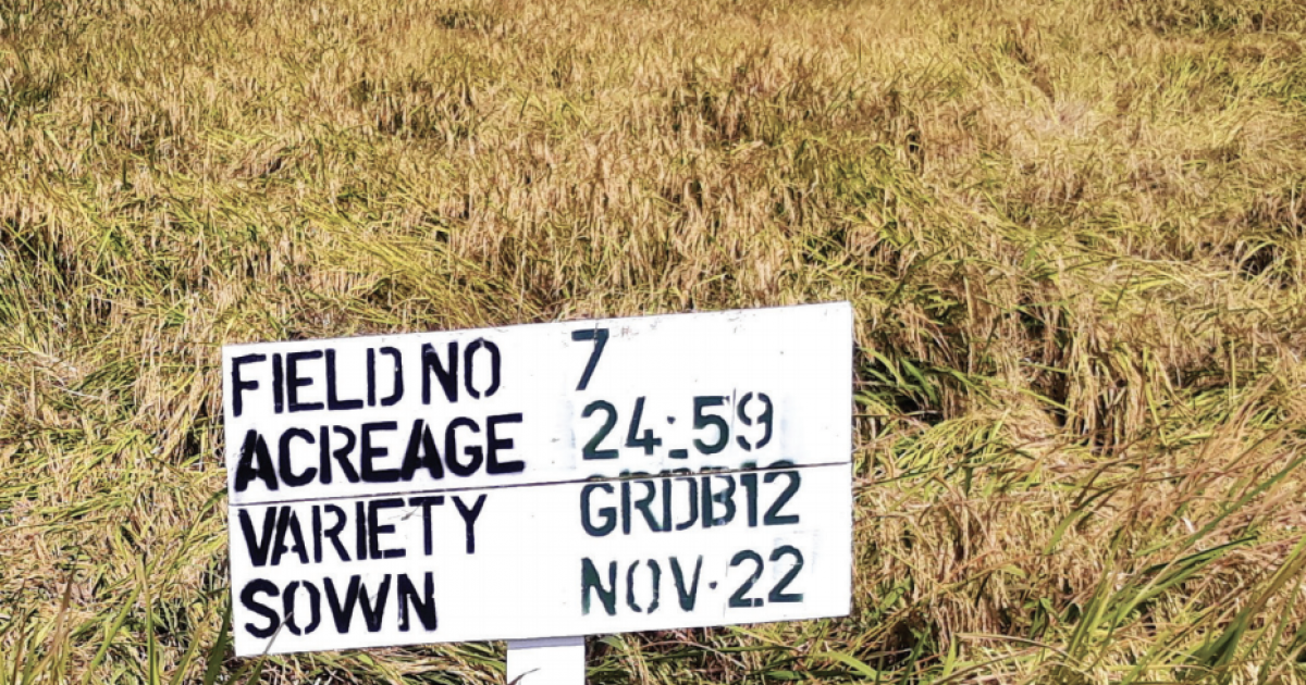 Reverse Linkage (Guyana & Malaysia) Rice Production | Reverse Linkage ...